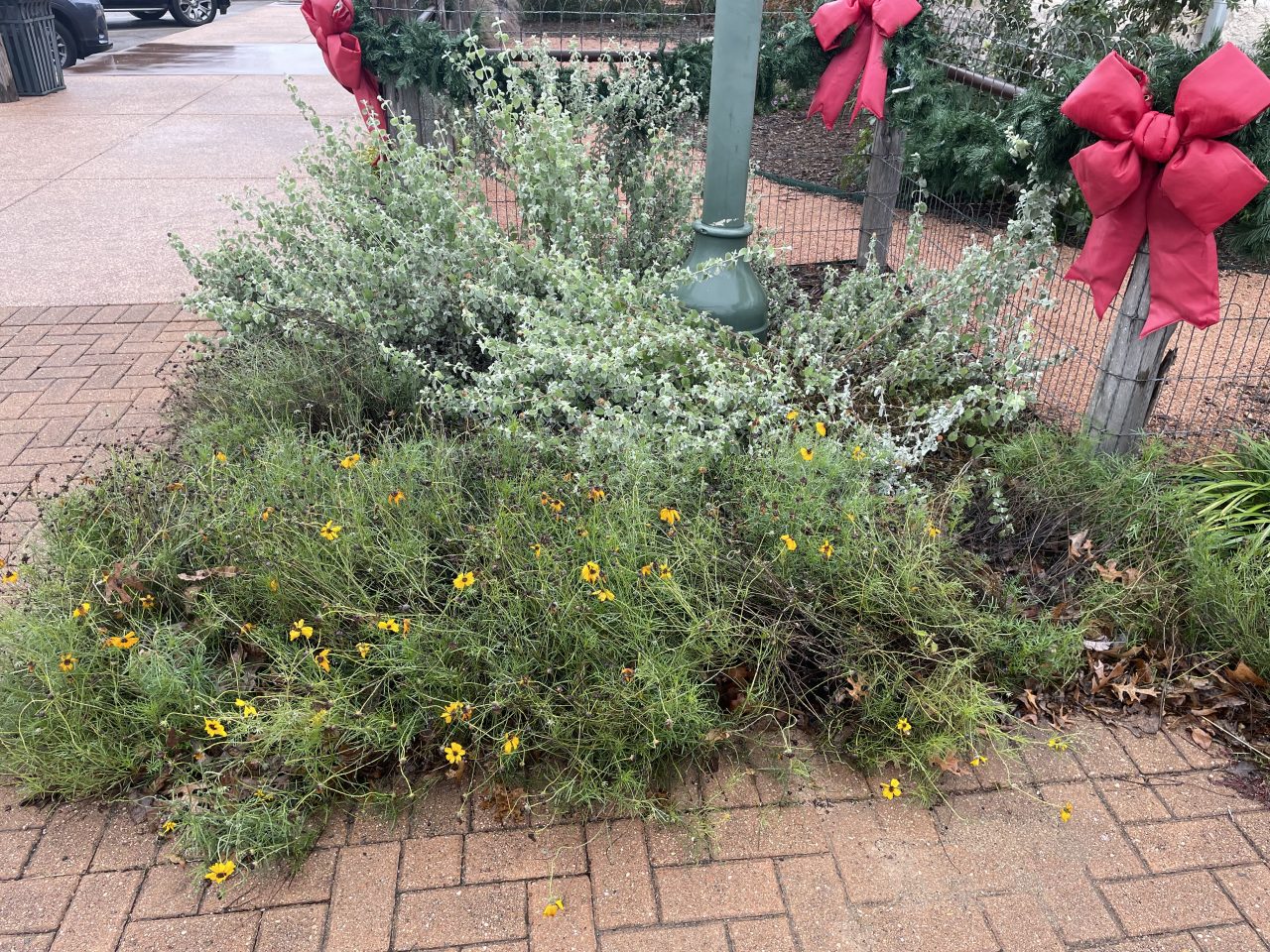Fredericksburg – Favorite Hill Country Native Plants with the ...