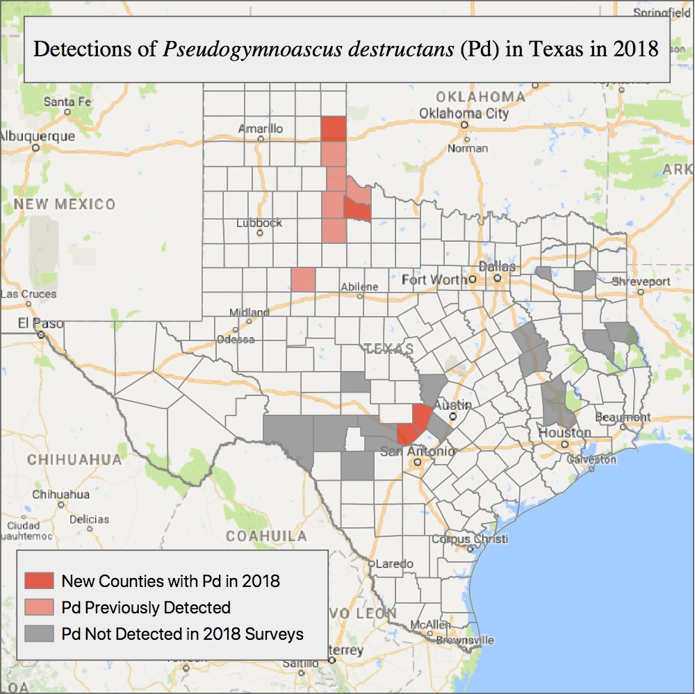 Fungus that causes deadly bat disease spreads to Central Texas | Hill ...